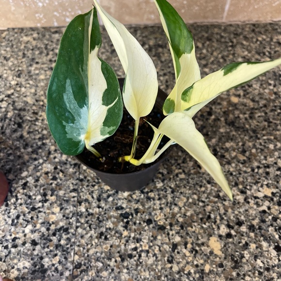 Accents | Rare Houseplant Epipremnum Mutate Plants Plant Rare 1 Rooted ...
